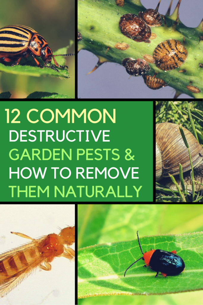 Organic Garden Pest Control: Remove These 12 Destructive Pests