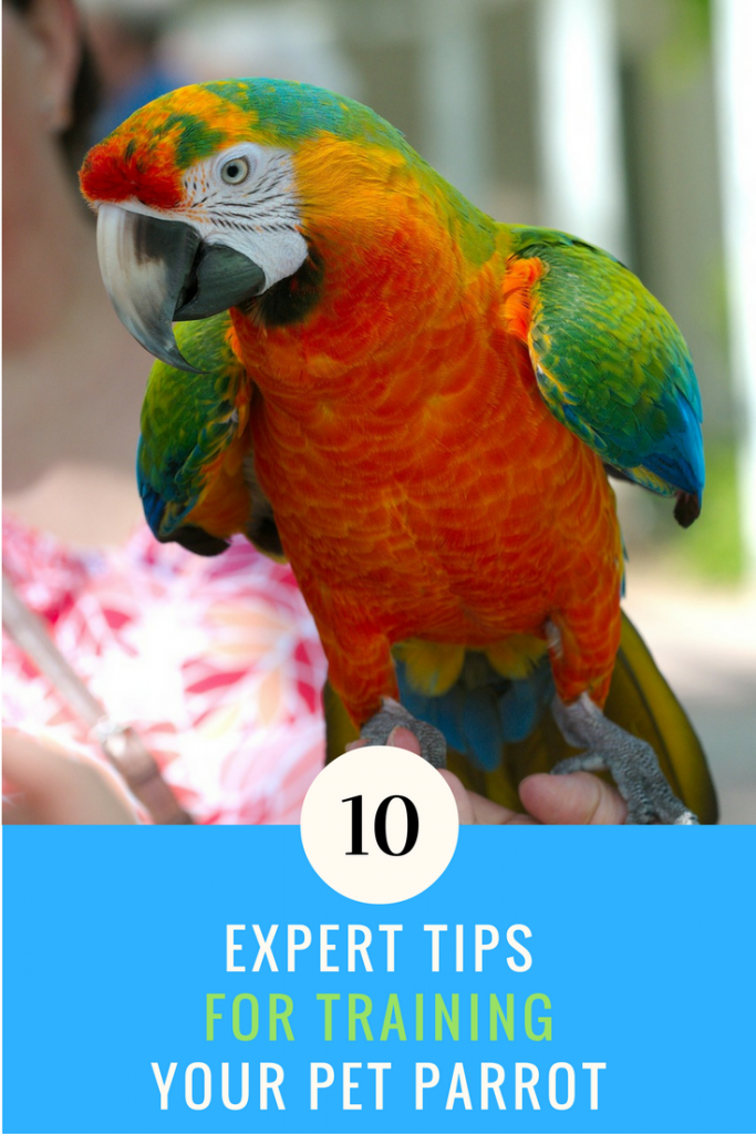 Parrot Training: 10 Experts Reveal Their Tricks for New Pet Owners