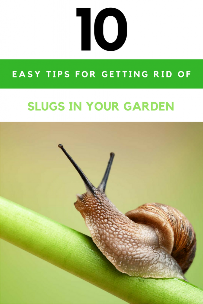 10 Natural Ways To Keep Slugs Out Of Your Garden
