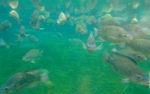 10 Things Every Homesteader Needs to Know About Fishing Farming