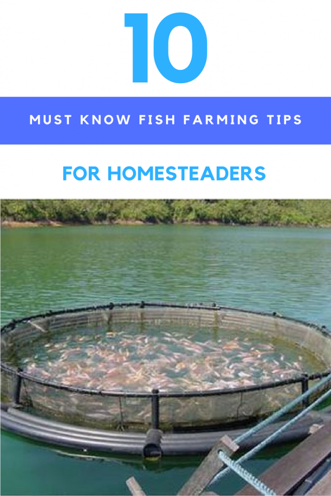 10 Things Every Homesteader Needs to Know About Fishing Farming